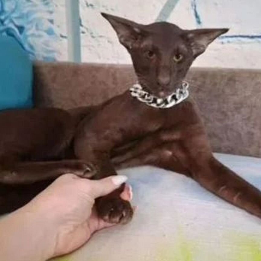 Ориентальный, взрослый кот