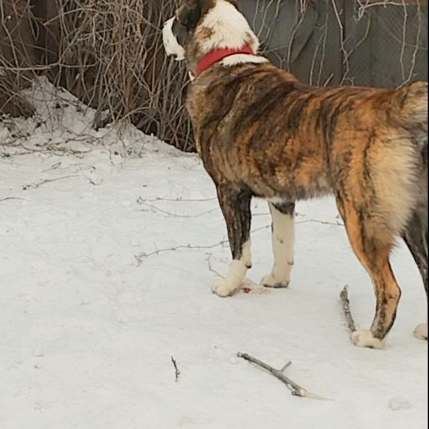 Среднеазиатская овчарка