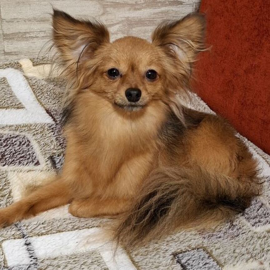 Русский той-терьер, взрослый пёс