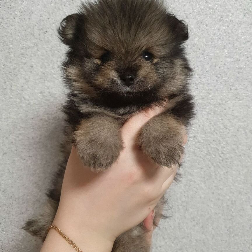 Померанский шпиц мини