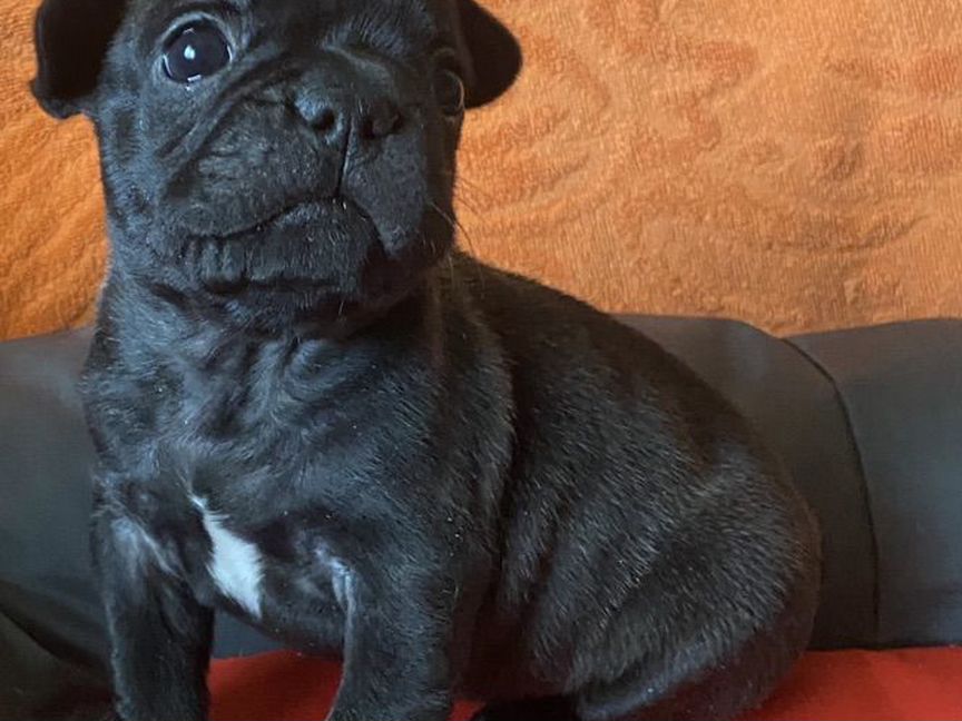 Французский бульдог щенки