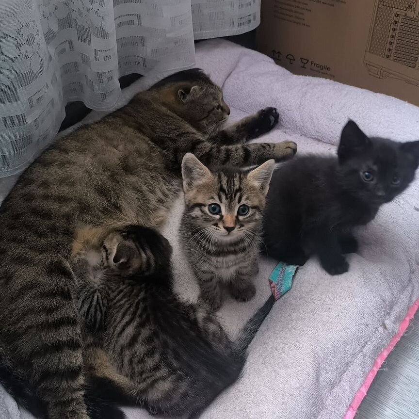 Отдаются котята от вислоухой кошки
