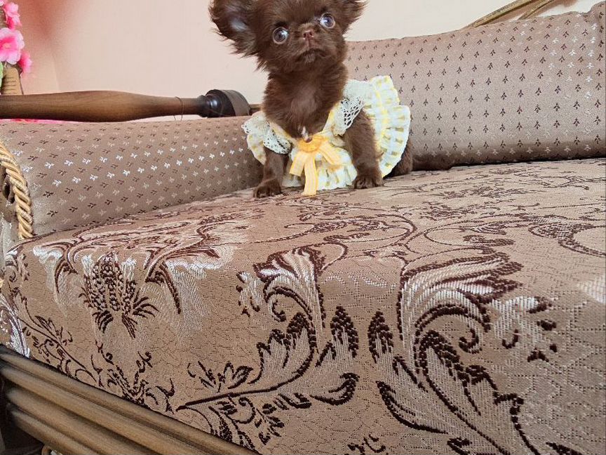 Маленькая куколка чихуахуа