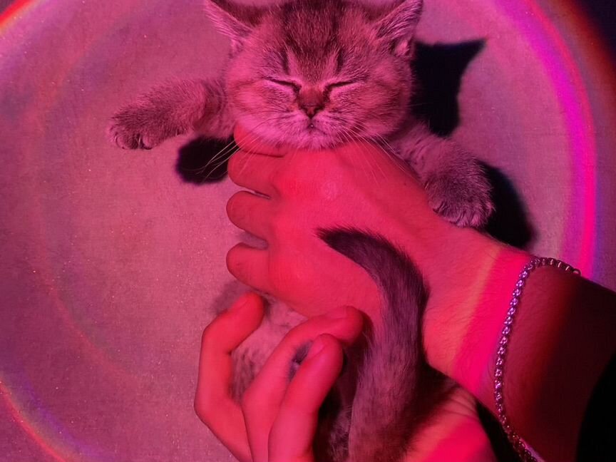 Шотландские котята