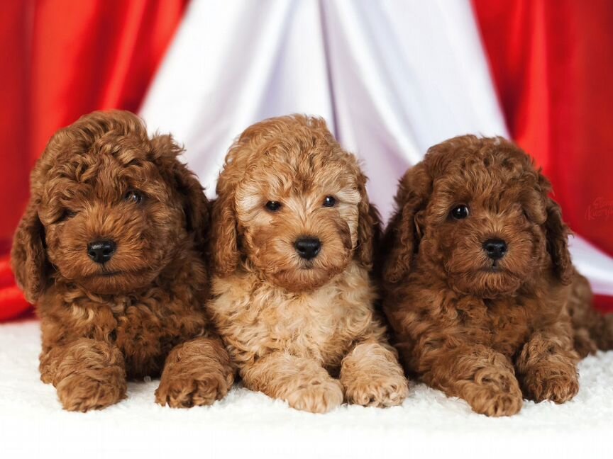 Продаюттся щенки пуделя