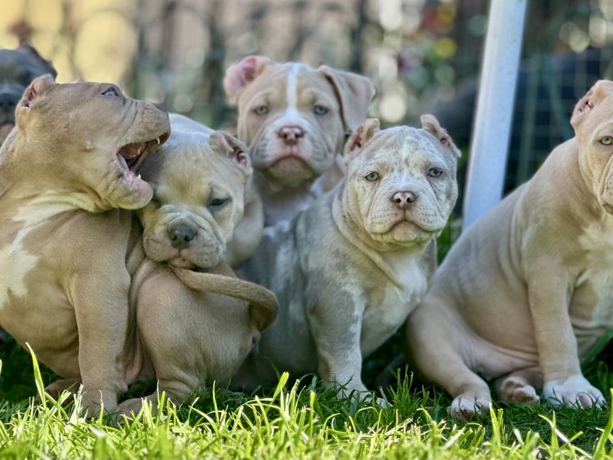 Американский булли щенки покет