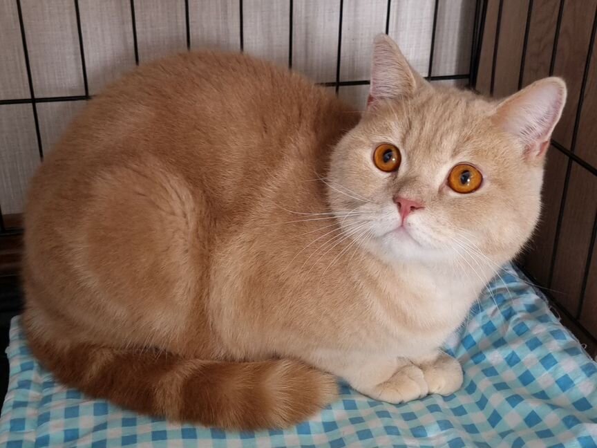 Кот