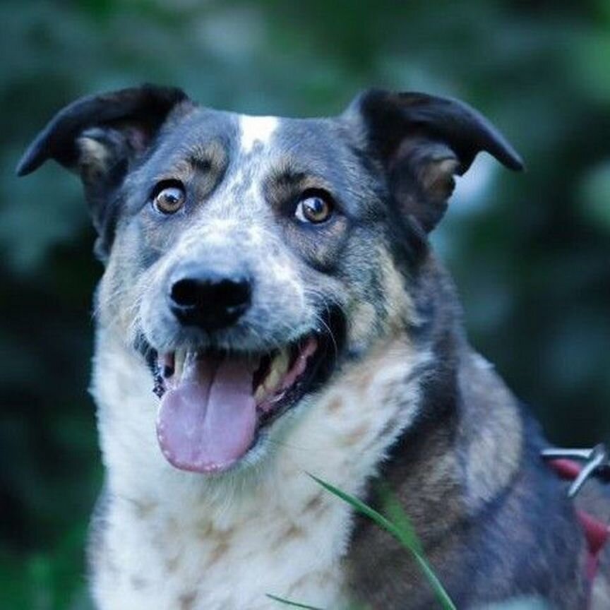 Собака в добрые руки отдам бесплатно