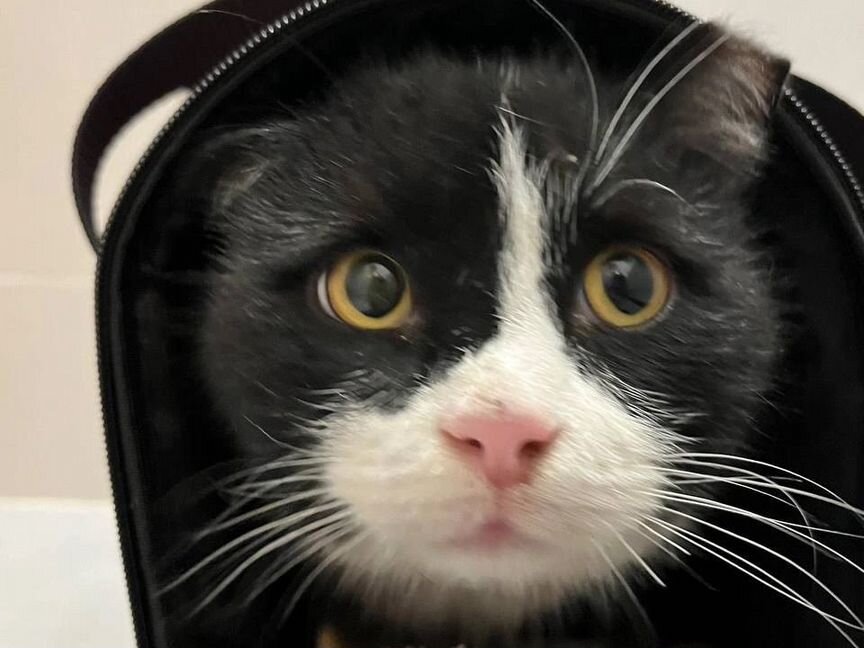 Кот ласковый