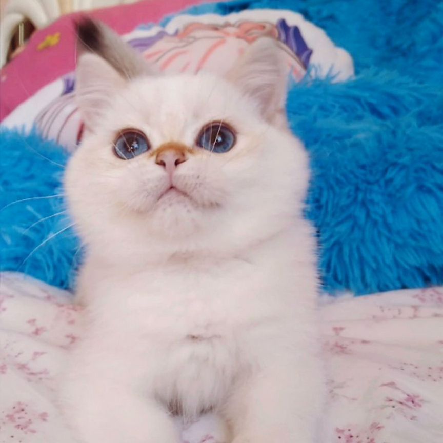 Шотландские котята