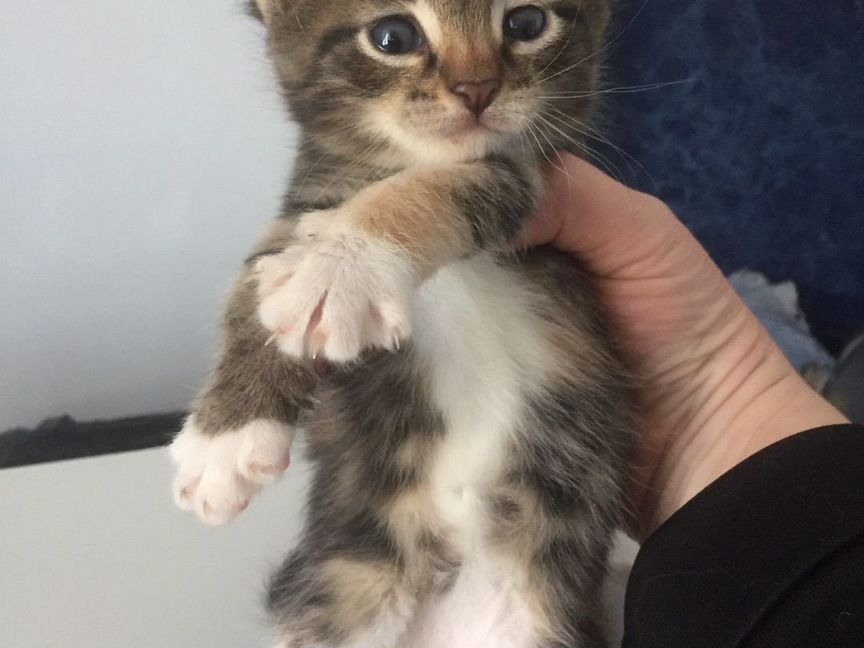 Котенок девочка совсем малыш