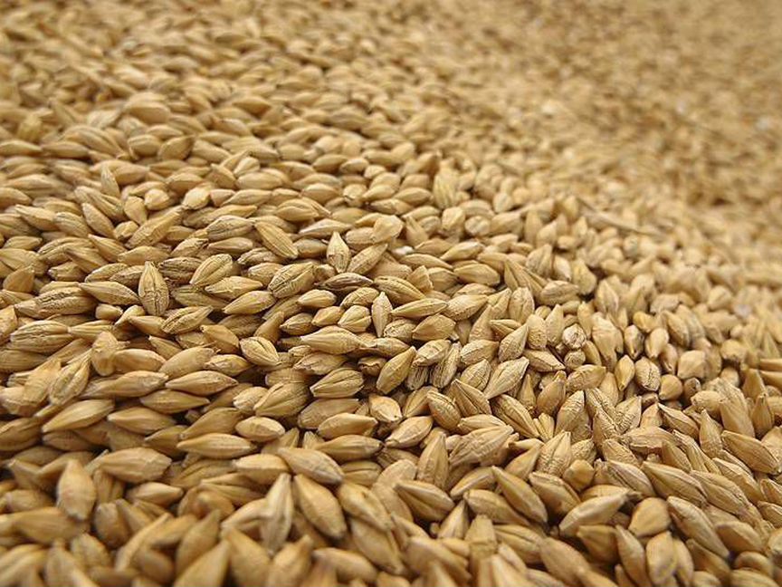 Зерно - ячмень И пшеница