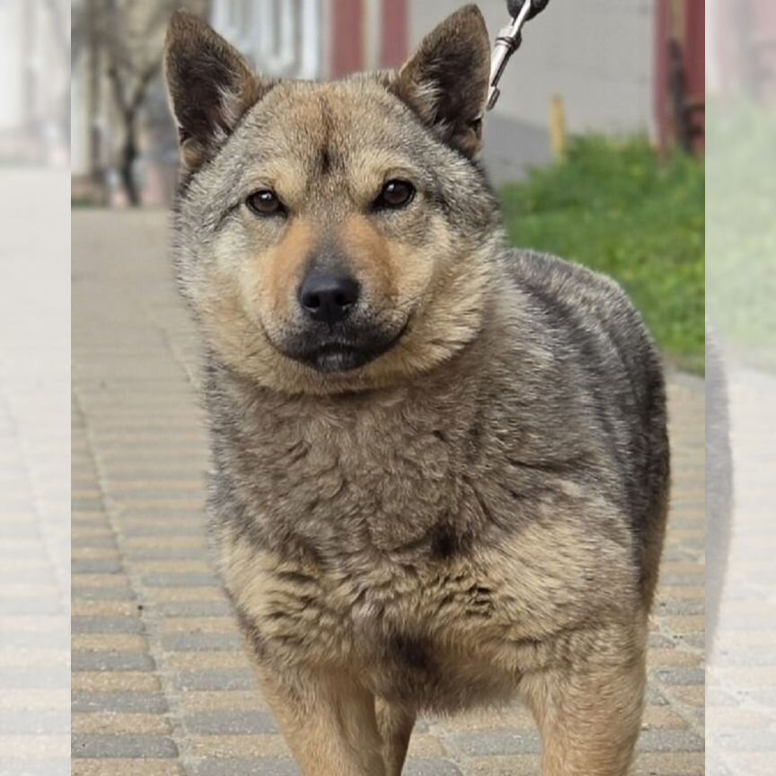 Взрослая собака в добрые руки