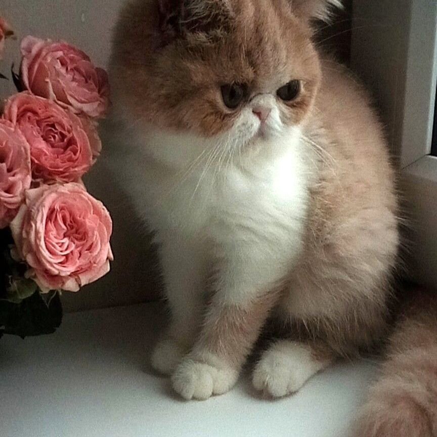 Божественный котенок