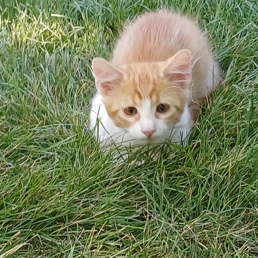 Котёнок ищет себе дом семью