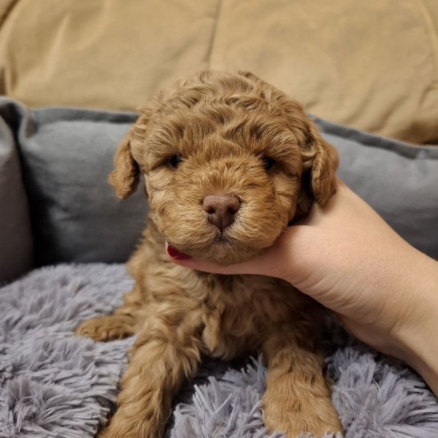 Мальтипу ф1 мальчик