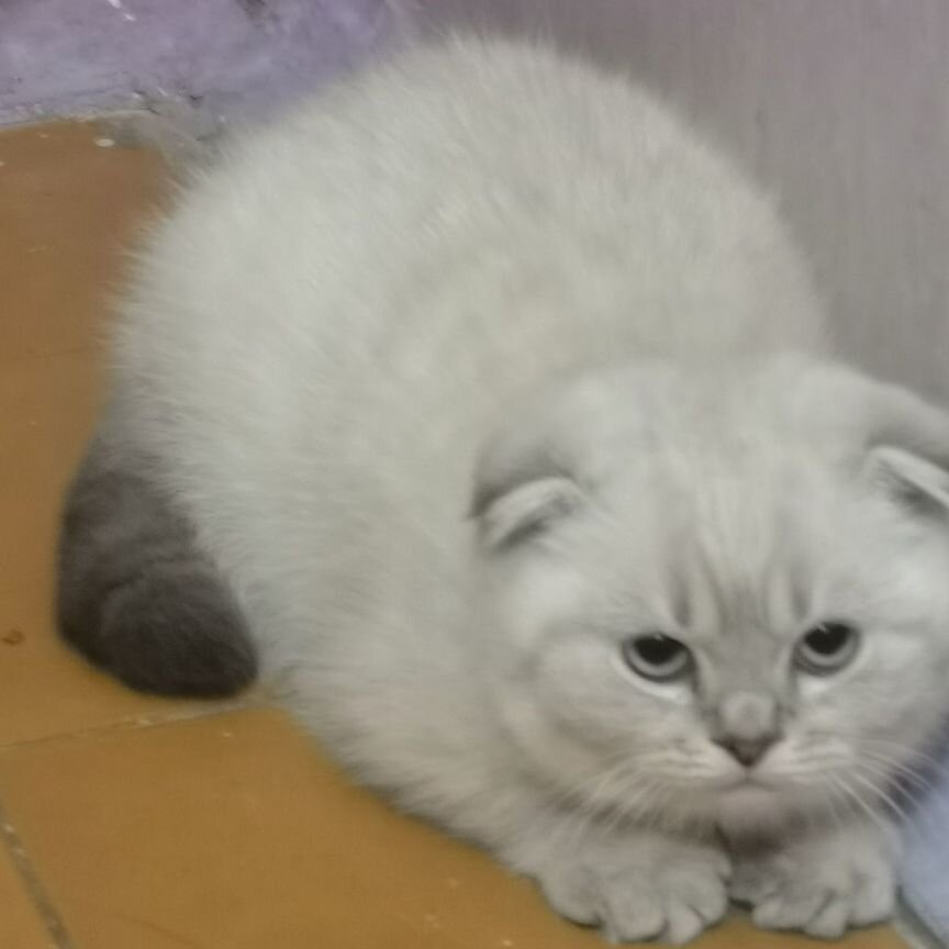 Продажа шотландских котят