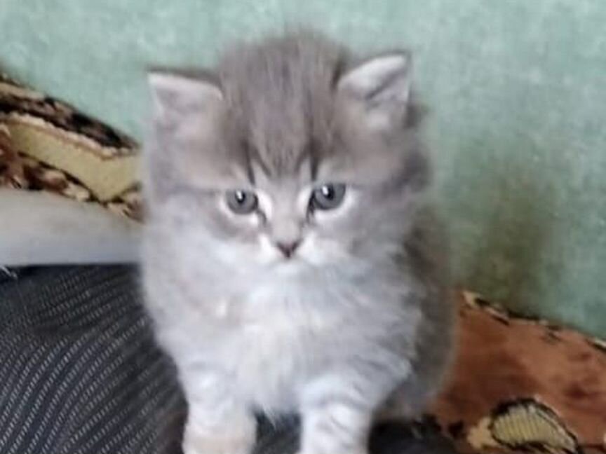Котенок в надежные руки