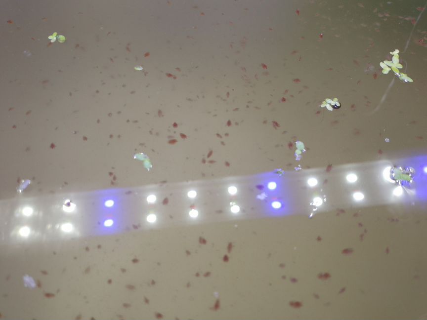 Дафния моина