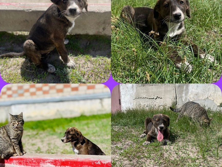 Щенок в добрые руки