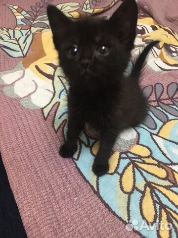 Котёнок приносящий Удачу ищет дом