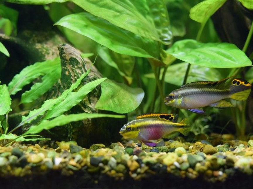 Аквариумные рыбки