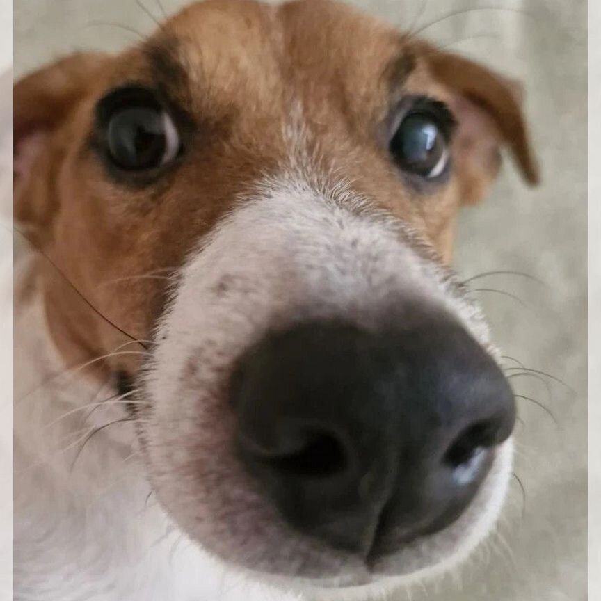 Джек-рассел-терьер, взрослый пёс