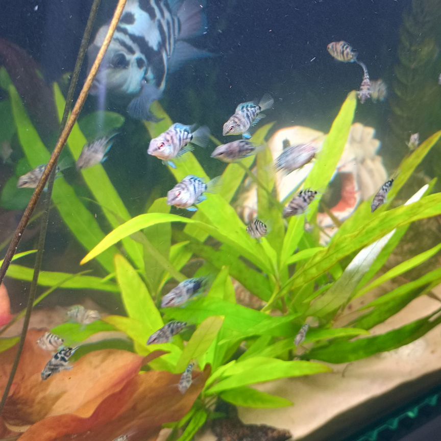 Мальки рыбки аквариумные