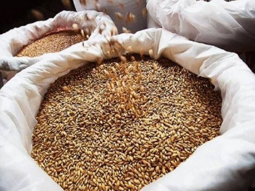 Зерно пшеница