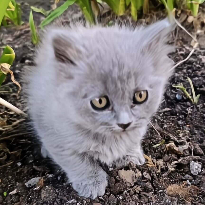 Шотландский вислоухий длинношёрстный котёнок
