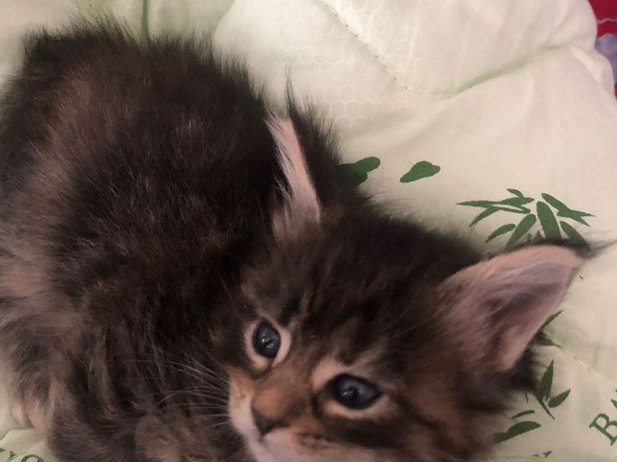 Кошки породистые