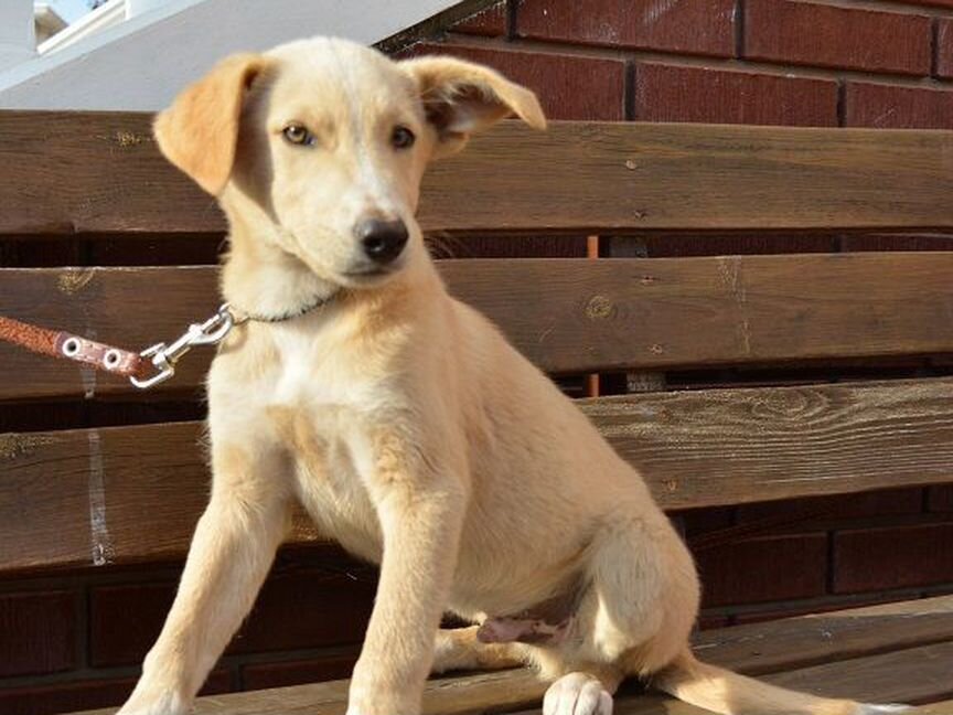 Щенок - дружок