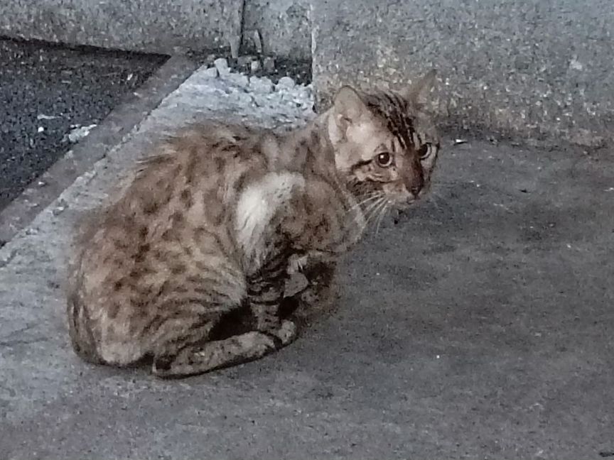 Котик потерял хозяина