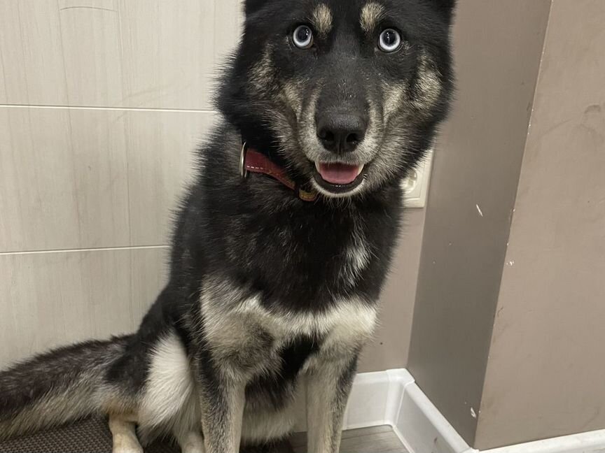 Отдам бесплатно