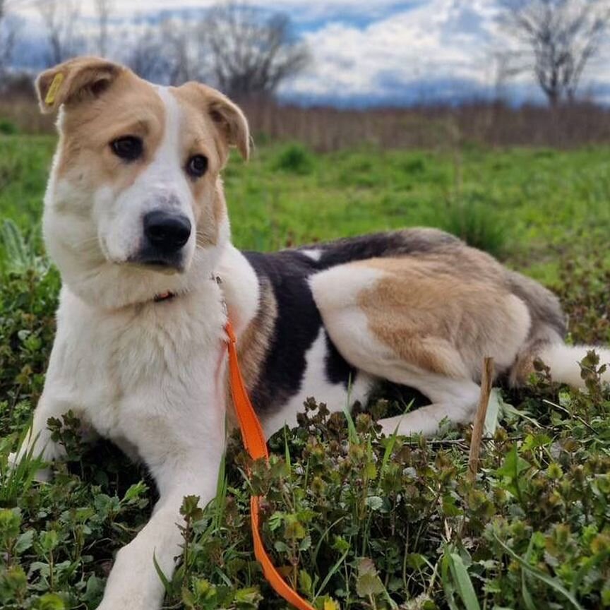 Взрослая собака в добрые руки