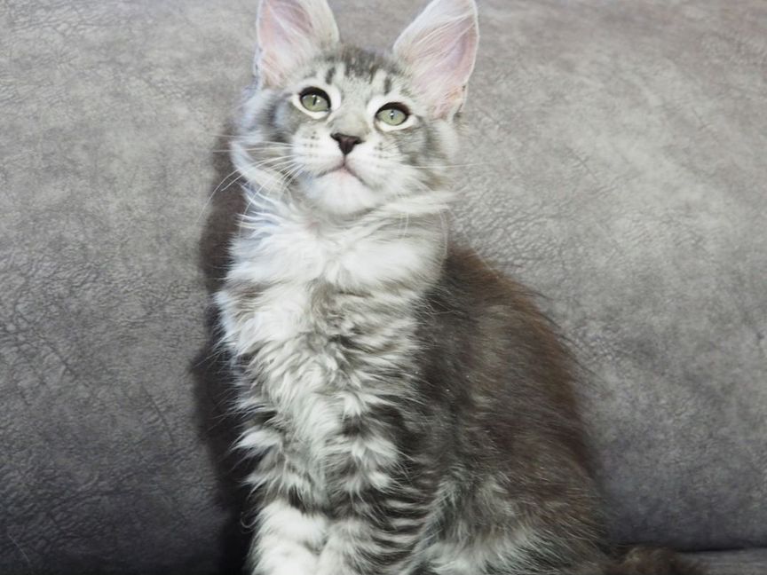 Котята мейн-кун