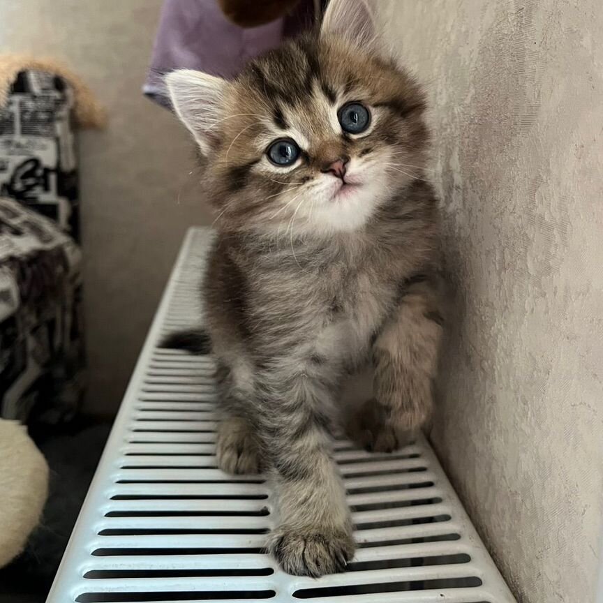 Котёнок от частного владельца