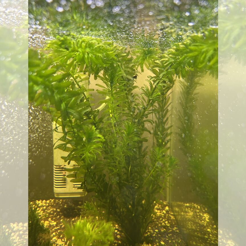 Элодея зубчатая, мох на вабикусе