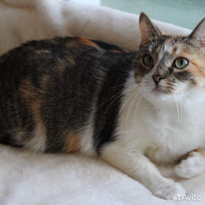 Ищет дом и семью кошка Эльза