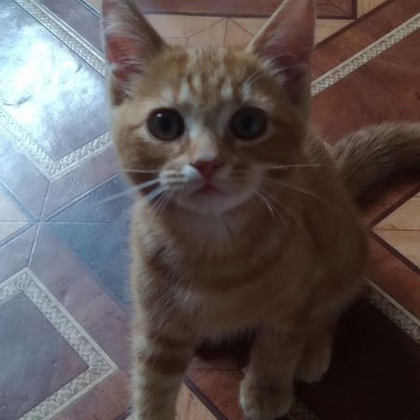 Котята в добрые руки приучены к лотку