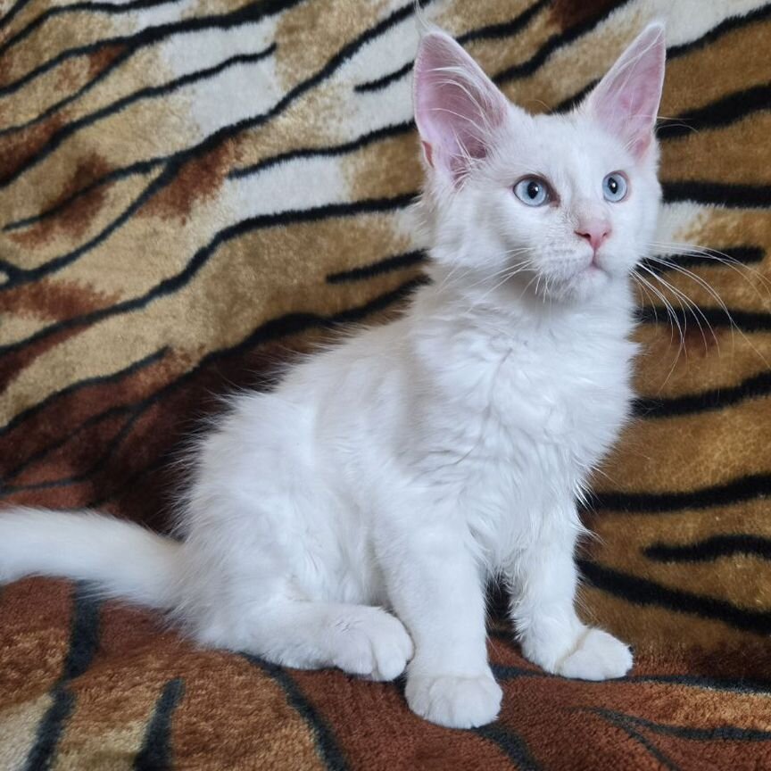 Мейн-кун котёнок
