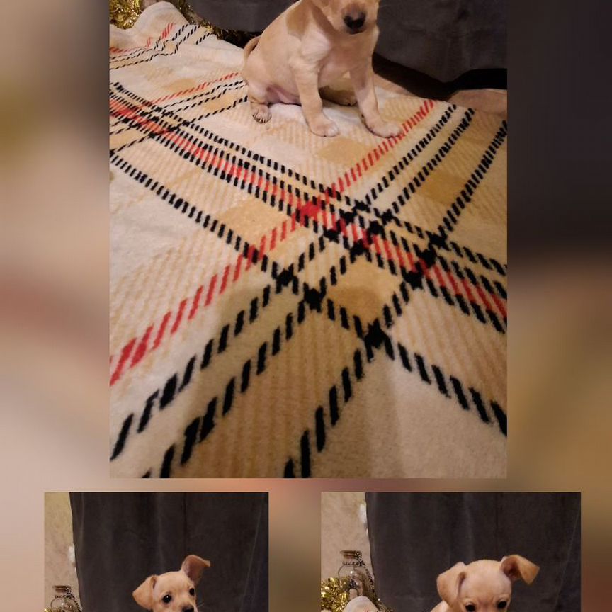 Русский той-терьер, щенок