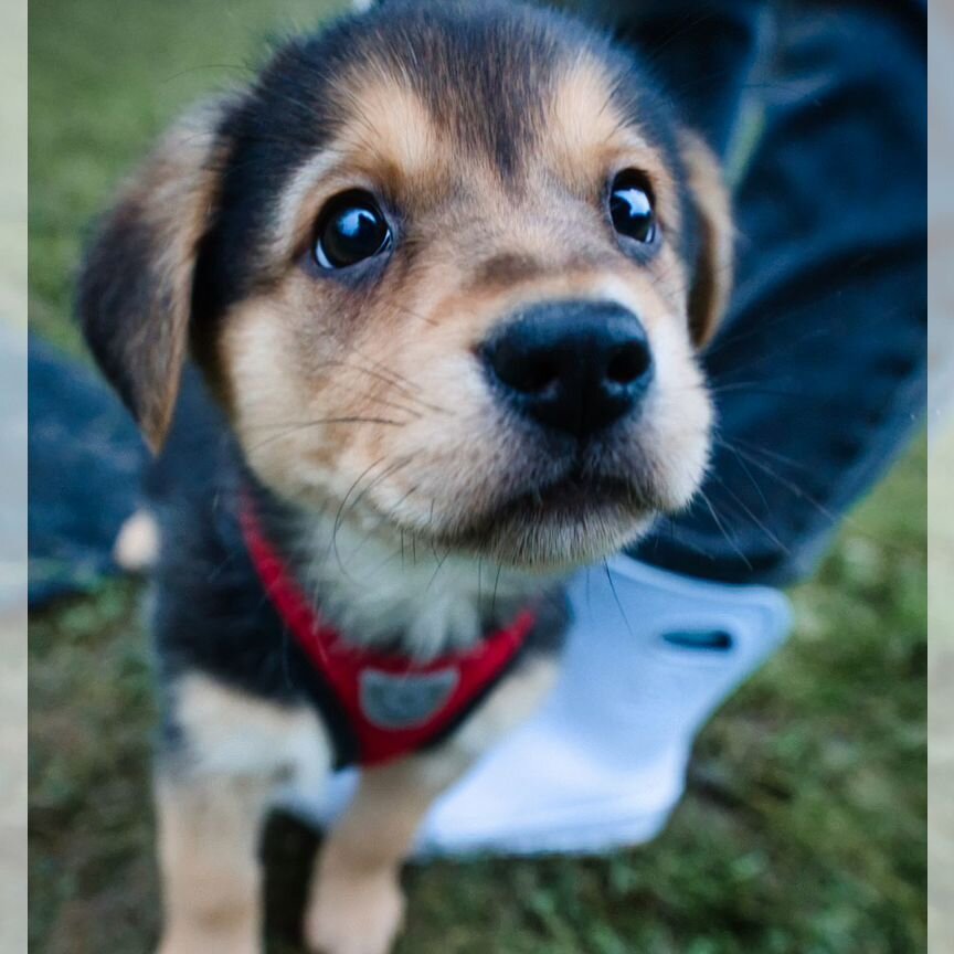 Щенок в добрые руки