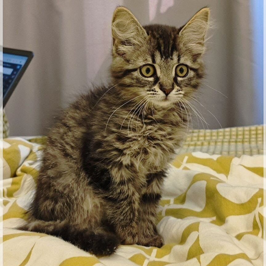 Маленький котенок брошенный на жаре в добрые руки