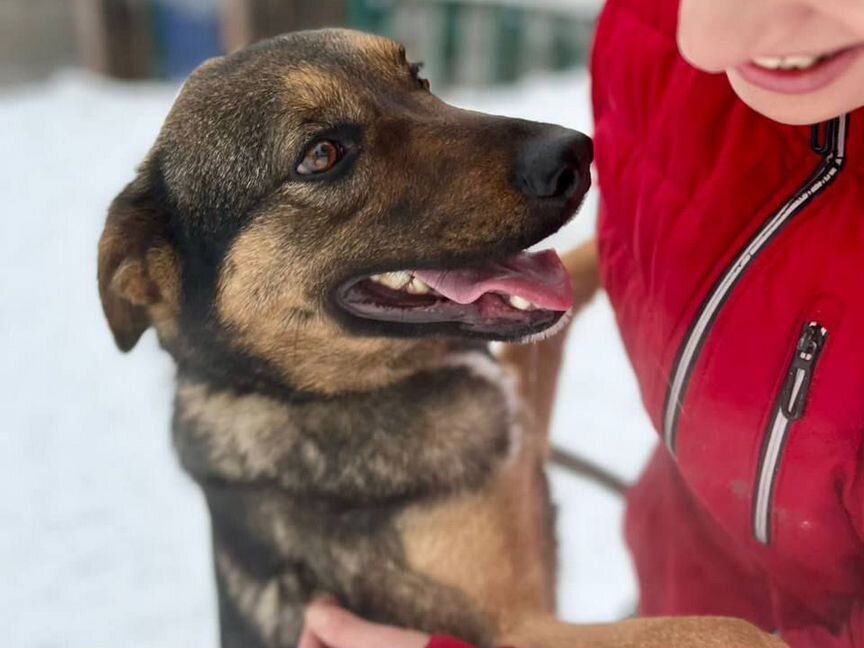 Скромный Брют ищет дом