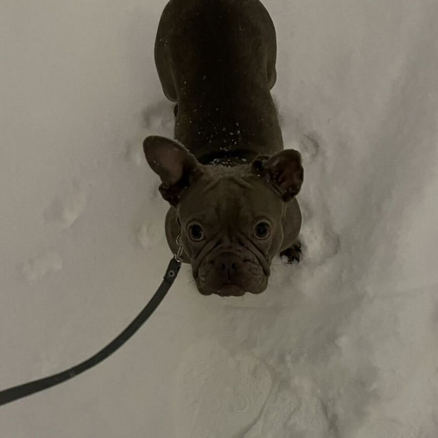 Французский бульдог, взрослая собака