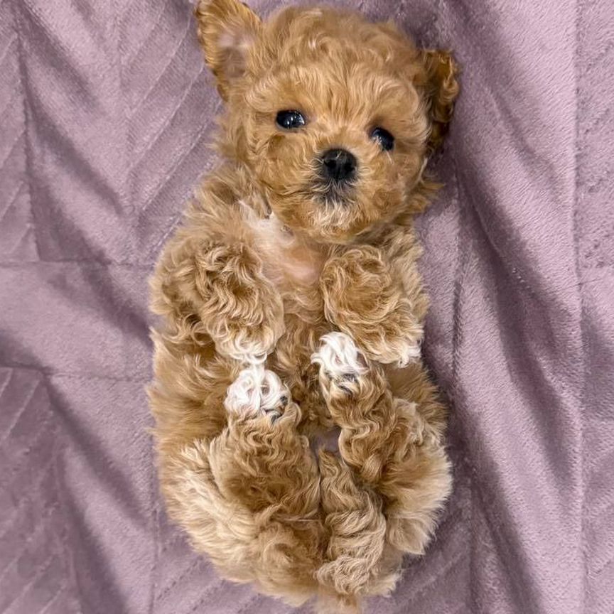 Мальтипу, щенок