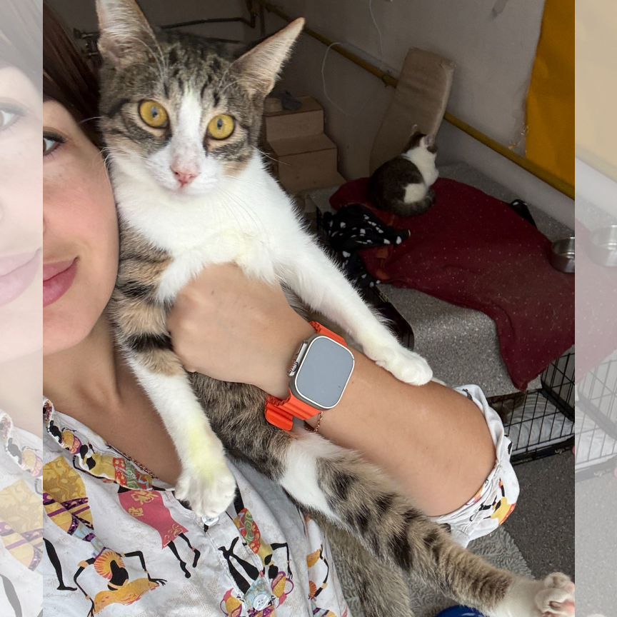 Ориентальный котёнок