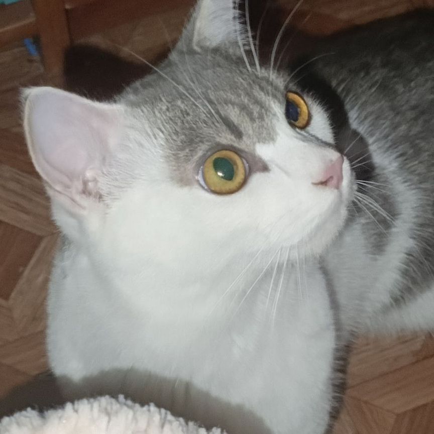 Котенок 6 месяцев