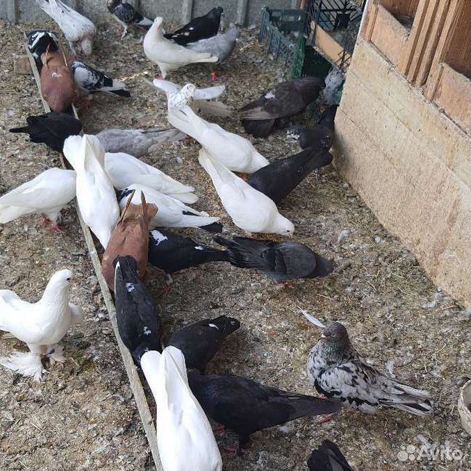 Продажа бакинских голубей